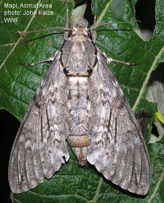 Papua Insects Foundation (Lepidoptera/Sphingidae/Psilogramma papuensis)